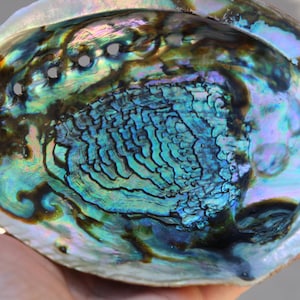 3-7 IN Green Abalone Sea Shell ,incense Burner, Sea Shell, Chameleon ...