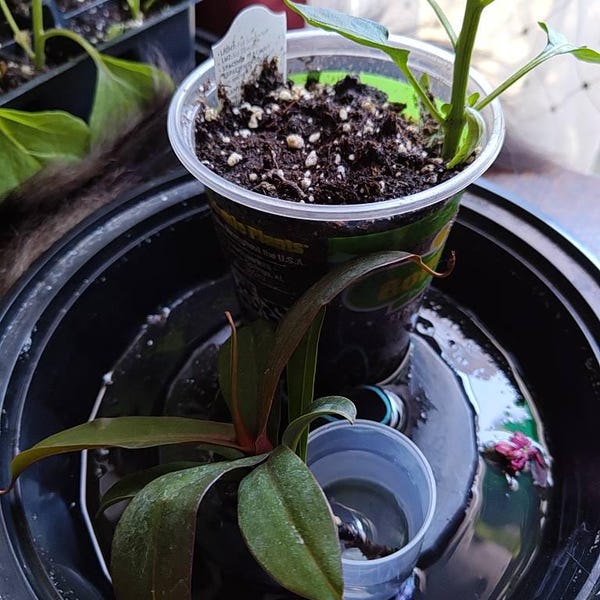 Peperomia Piper Parmatum Live Plant | Peperomia Plant Starters | Pet ...