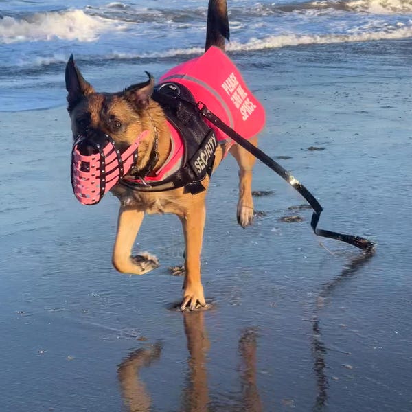 Custom Made to Measure Colourful Biothane Dog Muzzle - Ultra Adjustable ...