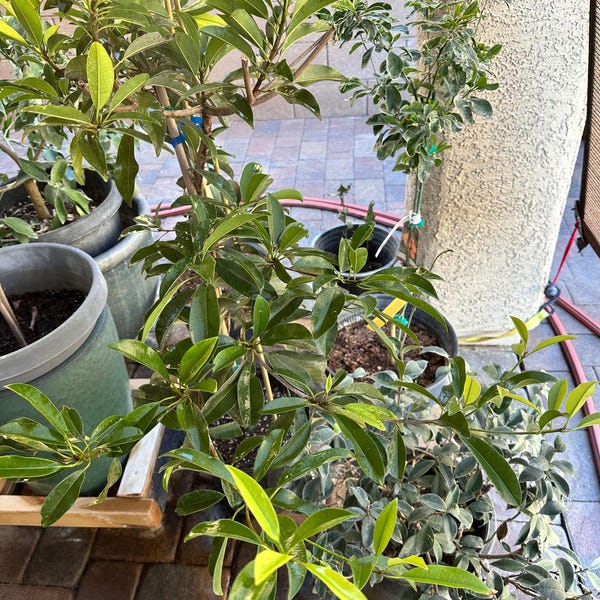 Strawberry Tree- 1 Gallon- 2 Feet Tall- Muntingia Calabura- Jamaican Cherry- Exotic Fruit Tree ...