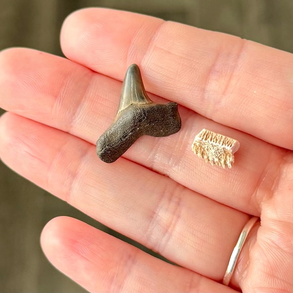 RARE Texas Panthera Atrox Fossil Metacarpal Bone Pleistocene Age ...