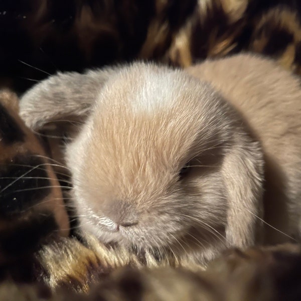 Luxury Small Pet Sling With Plush Faux Fur, Bunny Sling, Pet Travel ...