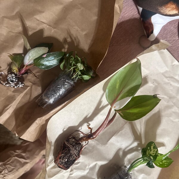 Monstera Marble Thai Constellation (ALL STARTER PLANTS Require You to ...