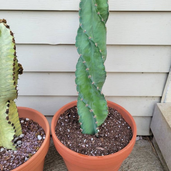 Cereus Peruvianus Spiralis Cactus Cuttings Free Shipping Tornado Cactus SPECIAL - Etsy