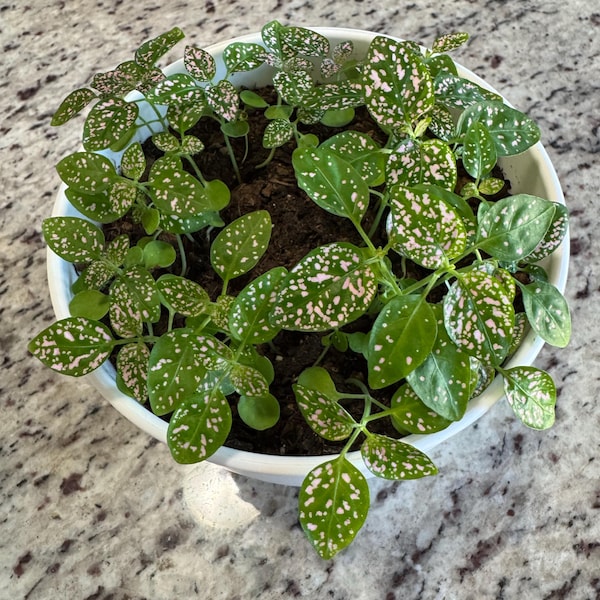 Calendula Officinalis, Fancy Mix Heirloom Seeds, Flower Seeds - Etsy