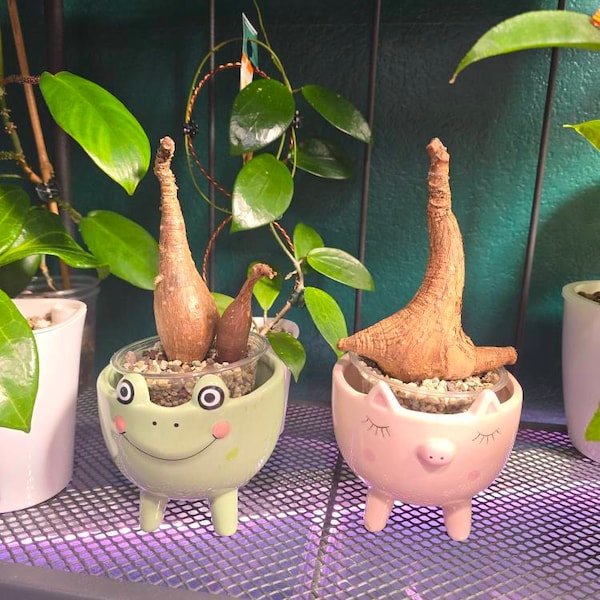 Value Box Stephania Erecta and Phyllanthus Mirabilis – Perfect for ...