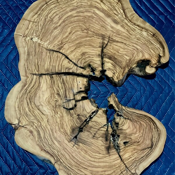 Large Olive Tree Root Sheet , Live Edge Root Slice With Which You Can ...