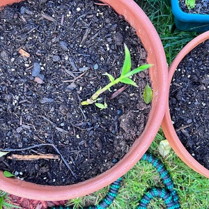 Live Bamboo Culm With Root or Rhizome Starter Plant Create Privacy ...