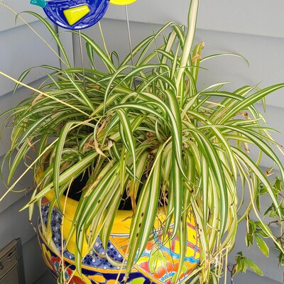 Coe 96 Flower: Frolic 1 Oz Murrini Murrine Millefiori Vitrigraph Cane ...