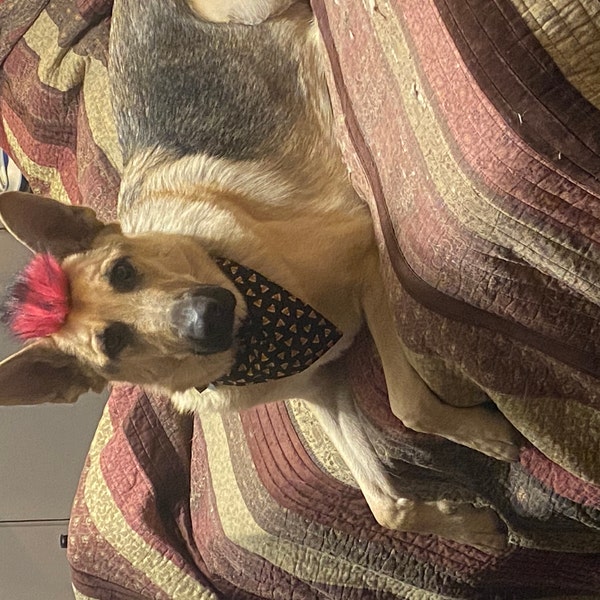 Dog Mohawk Size Large - Etsy