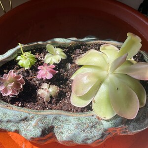 Premium Large Shallow Succulent Planter Pot, Ceramic With Decorative ...