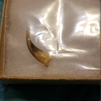 1 L/XL Skunk Claw Professionally Cleaned Skunk Claws Jewelry Making ...