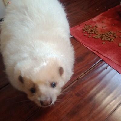 Premium Skunk Diet Healthy Natural Pellet Diet Nutritionally Complete ...