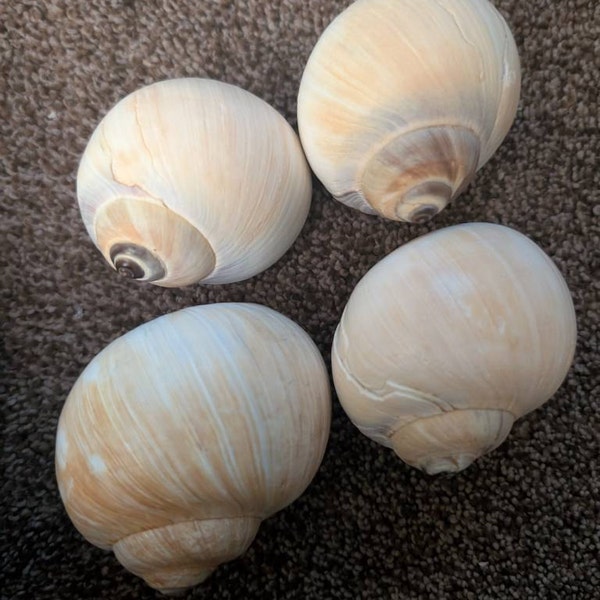 3 SPOTTED DARK PEACH Large Northern Moon Snail Shells, Colorful ...