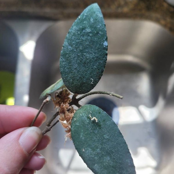 Hoya Chinghungensis Exact Rooted Cutting - Etsy