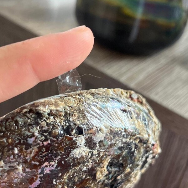 Abalone Shells: Choose Size 2 - 7" Mini & JUMBO Abalone Shells (holds ...