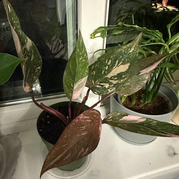 Marcus Pumpkin Avocado Tree , “cold Hardy” Grafted in 3 Gallons Pot, No ...