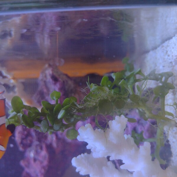 LIVE 10-pack Macro Algae Sampler Macro Algae/macroalgae Coral for ...