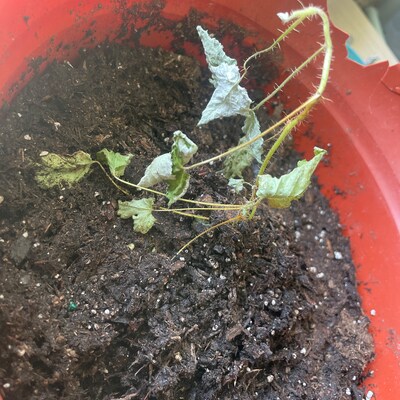 Caroline Raspberry Plants Rubus Idaeus Red Everbearing Raspberry Bush ...