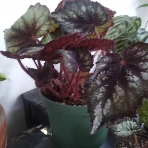 Rhizomatous Begonia 'starburst' | Etsy