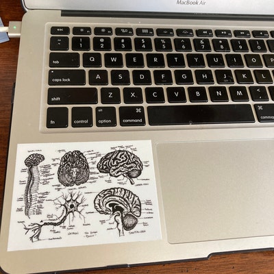 Laptop Sticker Anatomy Neuro Brain Diagram Vinyl, Nursing Student ...