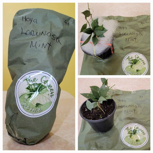 Chester Fern Starter Plant (ALL STARTER PLANTS Require You to Purchase ...