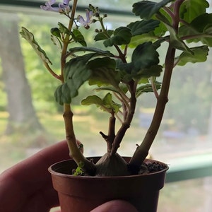 Bonsai Mint plectranthus Ernstii Caudex - Etsy