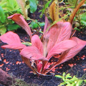Samolus Parviflorus Red Rare Live Aquarium Plants - Etsy