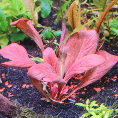 Samolus Parviflorus Red Rare Live Aquarium Plants - Etsy