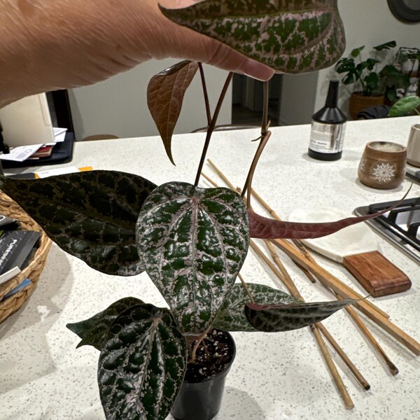 Hoya Cages Hoya Trellis Plant Support Minimalist Plant Trellis Set of ...