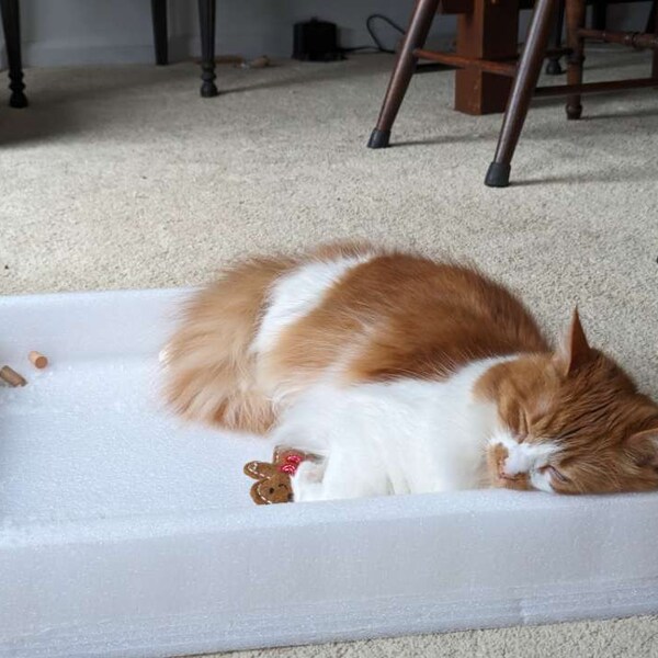 Berry Pie Catnip Filled Cat Toys - Etsy