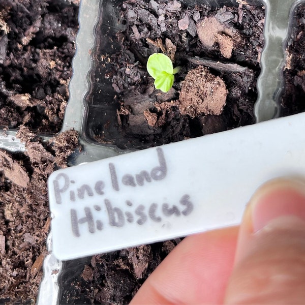 Pineland Hibiscus | 25 Seeds | Hibiscus Aculeatus | Comfortroot ...