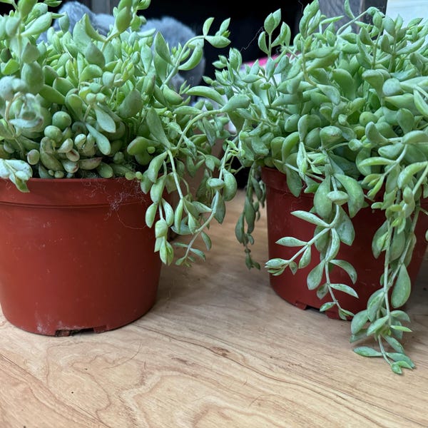 Cotyledon Pendens, Trailing Succulent, Small Live Plant in 2, 4, 6 Pot ...