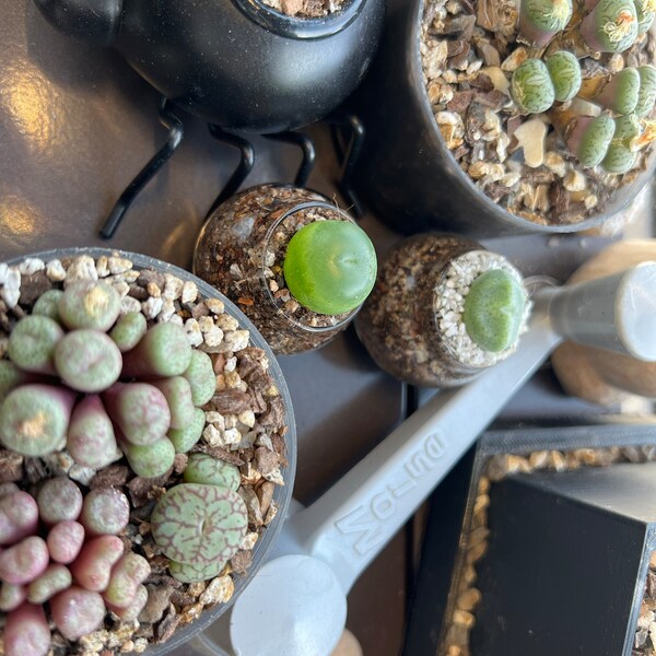 Plant-one-conophytum Ratum Horn - Etsy