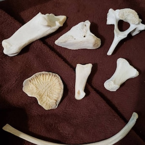 Elk Ulna leg Bones Cleaned/sanitized for Crafting/jewelry/sculpture ...