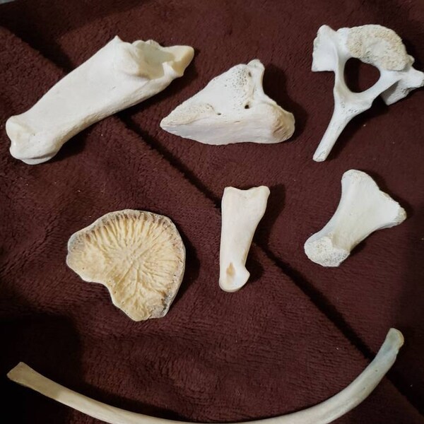 Small Bone Groups: Wild Animal Bones Toe/hoof/disc. Professionally ...