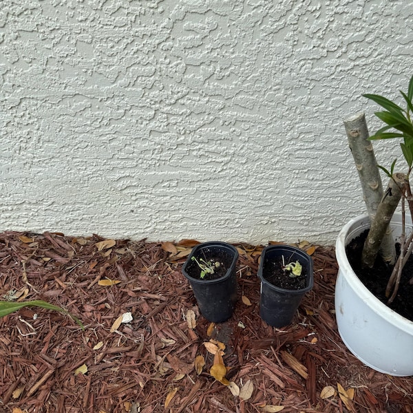 2 Live Cardinal Columbine Perennial Plants. Aquilegia. Super Healthy ...