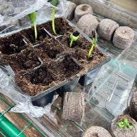 DOUBLE BUTTERFLY SNAPDRAGON Flower Seeds - Bronze Antirrhinum Rare Snap ...