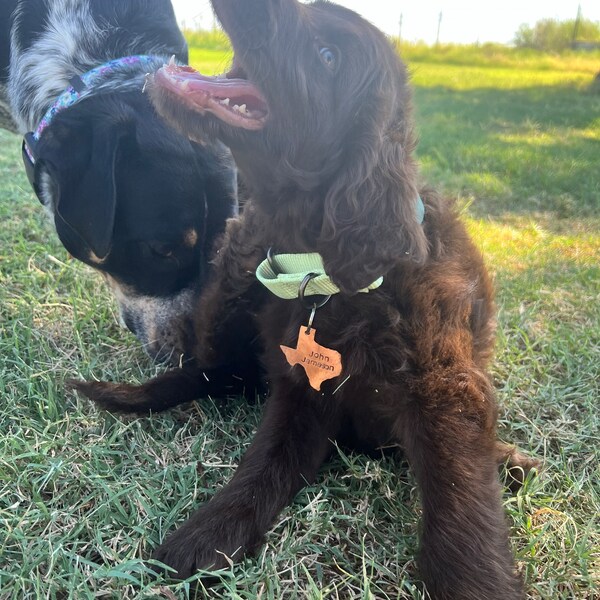 Pet ID Tag for Dogs, Dog Tag, Funny Pet Tags, Cute Pet ID Tags, Dog ...