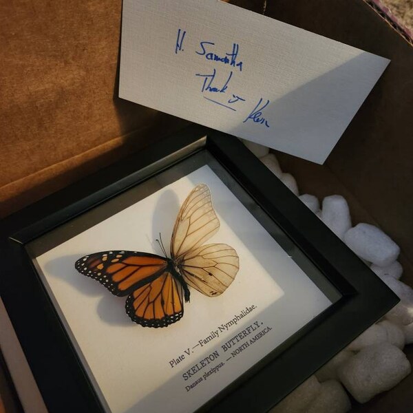 Real Monarch Butterfly Skeleton Science Oddity Curiosity - Etsy