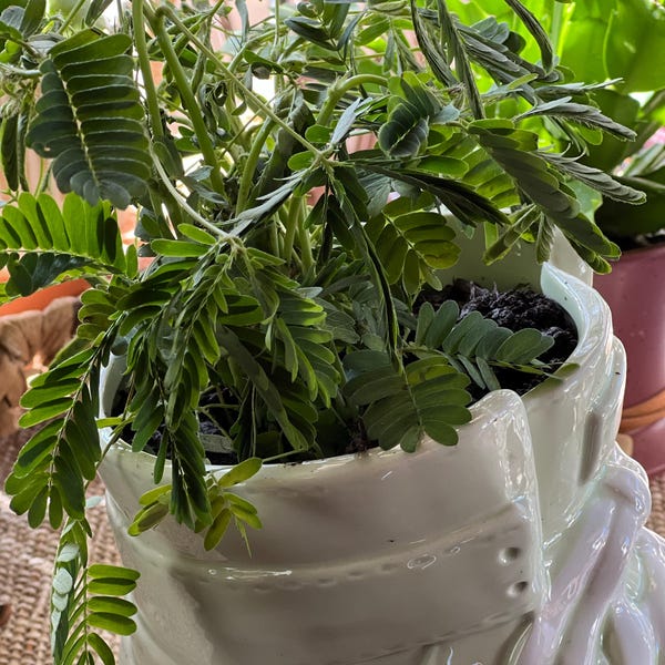 Sensitive Plant | Mimosa Pudica | Rare Plant | Tropical Plant | Live ...