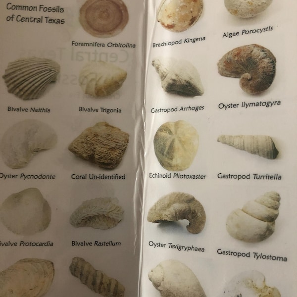 Texas Fossils Poster - 11 X 17 Free Shipping - Etsy