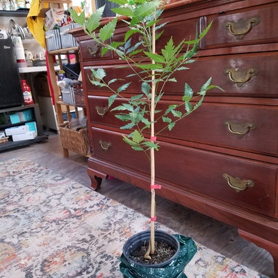 Live Neem Trees, Amazing Useful Trees, 2 to 3 Feet Tall, 1 Gallon does ...