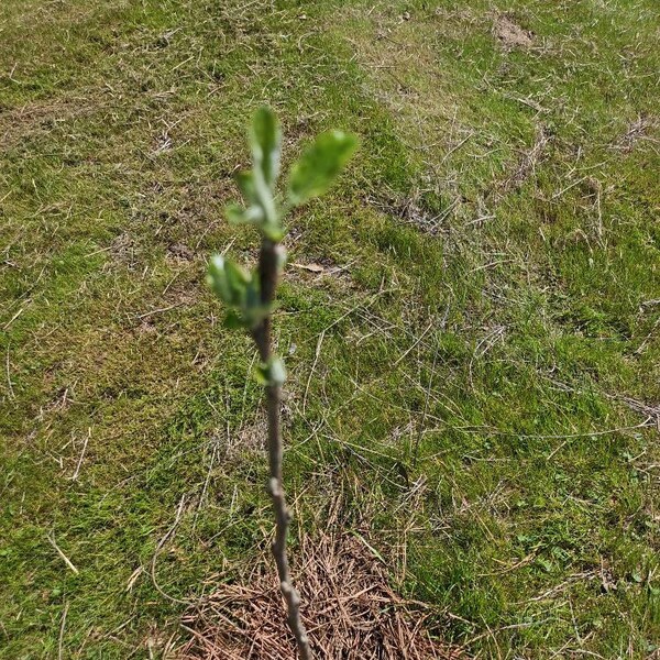 TWO Jonagold Peach Tree 1ft Now Self Fertile FREE Shipping! - Etsy