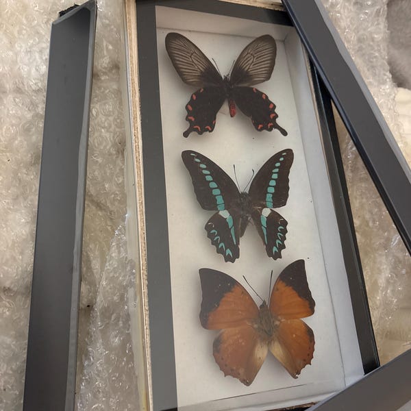 Handmade Wooden Birdhouse Bird Box Tree Bark Natural Garden Drifwood ...