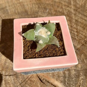 Rebutia Muscula Touchable Cactus in 6 Inch Pot E 250 - Etsy