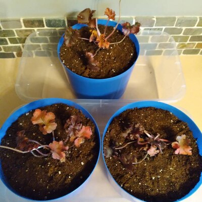 2 Heuchera Electric Plum Starter Perennials. Stunning Colors - Etsy