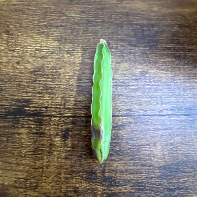 Neoraimondia Herzogianai baseball Bat Cactus 3.5 Inch Pot - Etsy