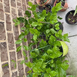 AMLA Live Plant Aka Emblica Officinalis Indian Gooseberry - Etsy