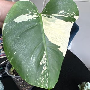 Teruno Pothos Venus Epipremnum Aureum 'venus' Terunoworld - Etsy